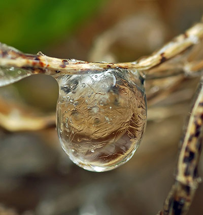 The beauty of water droplets – in pictures