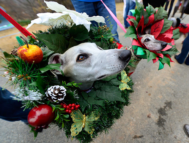 Reindog parade at the Atlanta Botanical Garden – in…