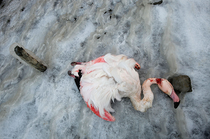 A beautiful specimen. : r/Flamingo