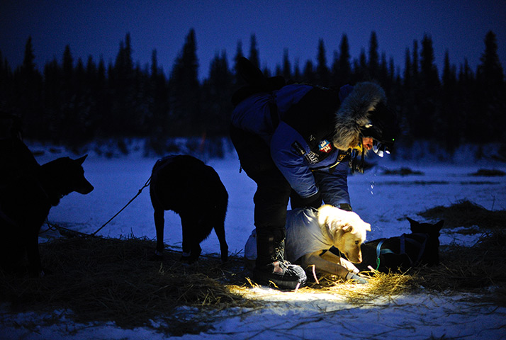 Alaska's Iditarod Trail sled dog race – in pictures
