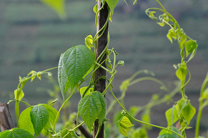 Climbing beans improve life for Rwandan farmers – in…