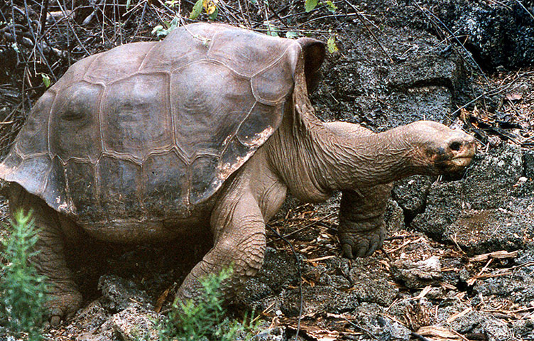 Lonesome George, the last giant tortoise of his kind,…