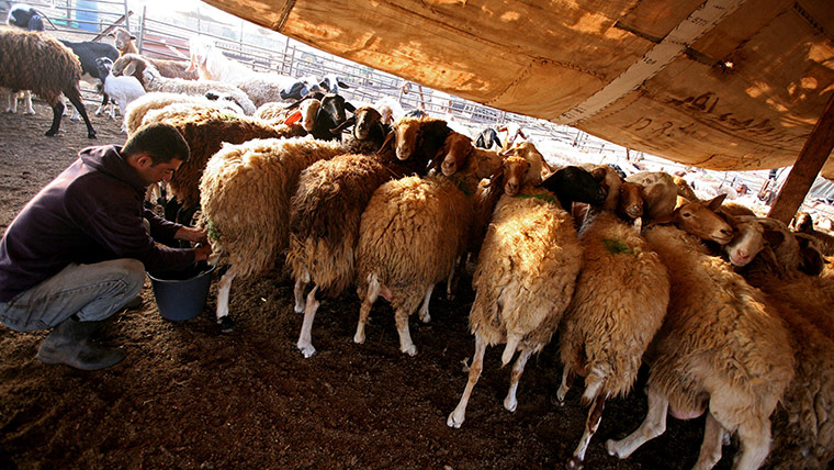 Shepherds around the world – in pictures