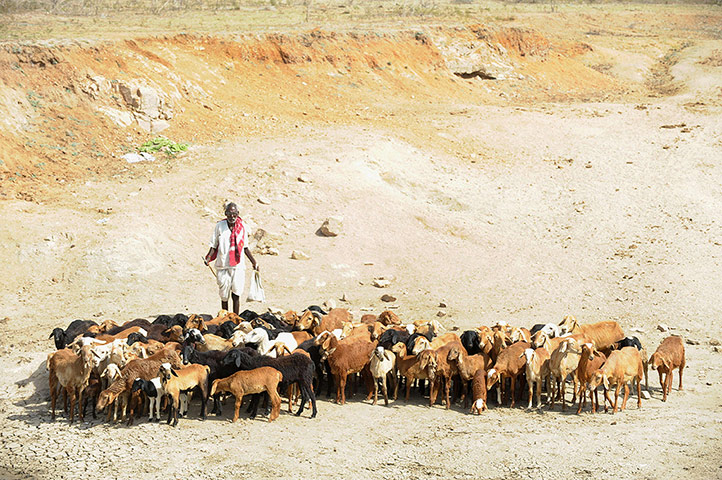 Shepherds around the world – in pictures