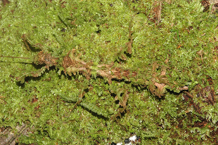 Yasuni's most unusual species - in pictures