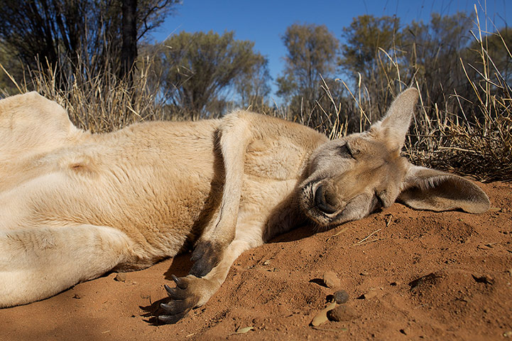 Kangaroo Dundee: The man who cares for orphaned…