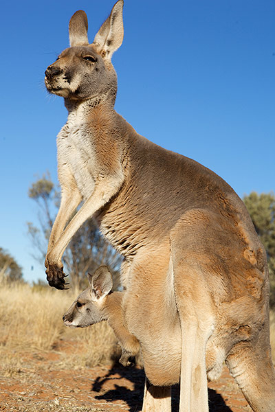 Kangaroo Dundee: The man who cares for orphaned…