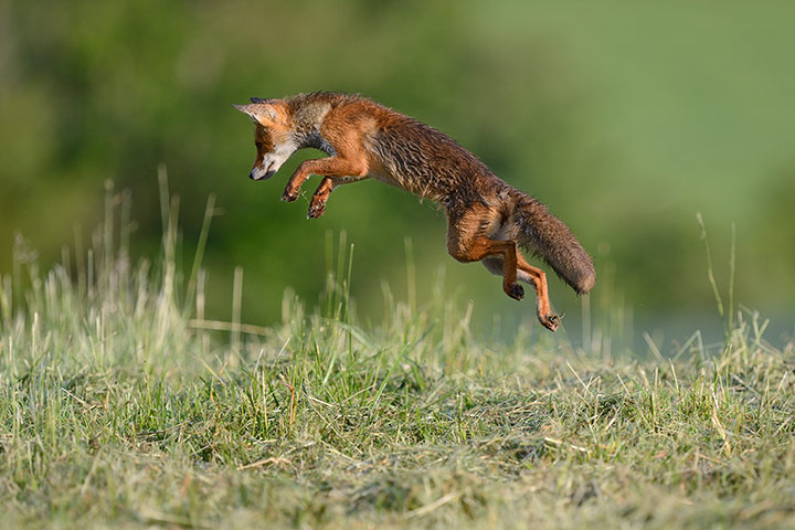 The WildPhotos 2013 speakers and their finest photos