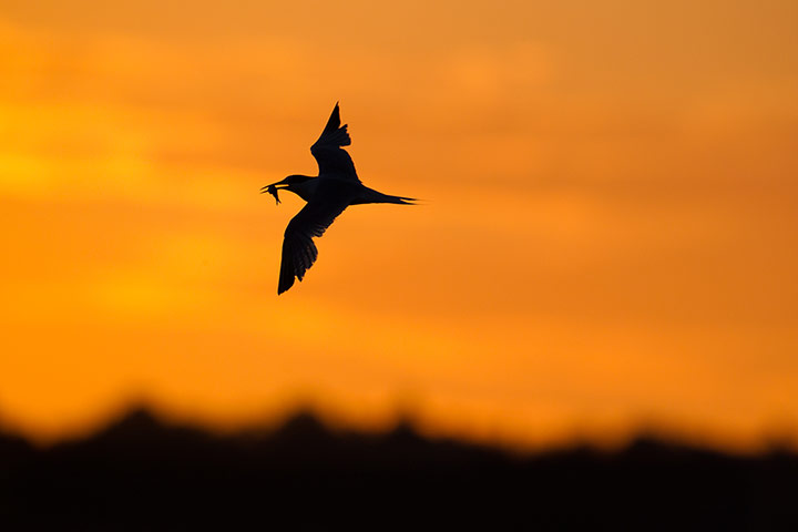 The WildPhotos 2013 speakers and their finest photos