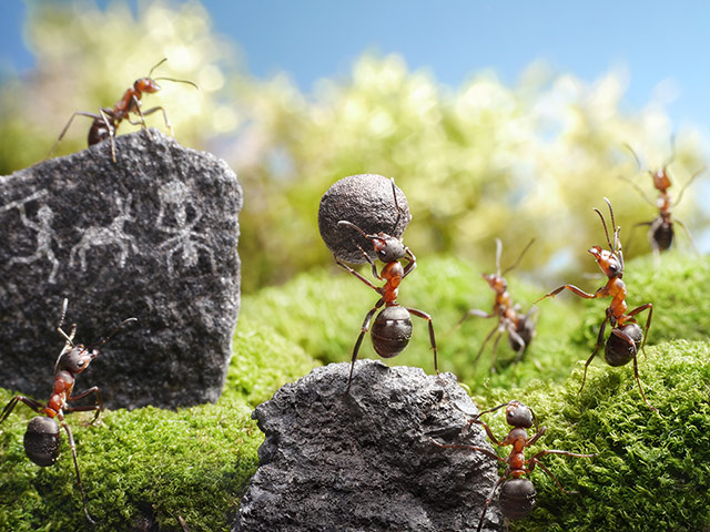The miniature world of red forest ants - in pictures