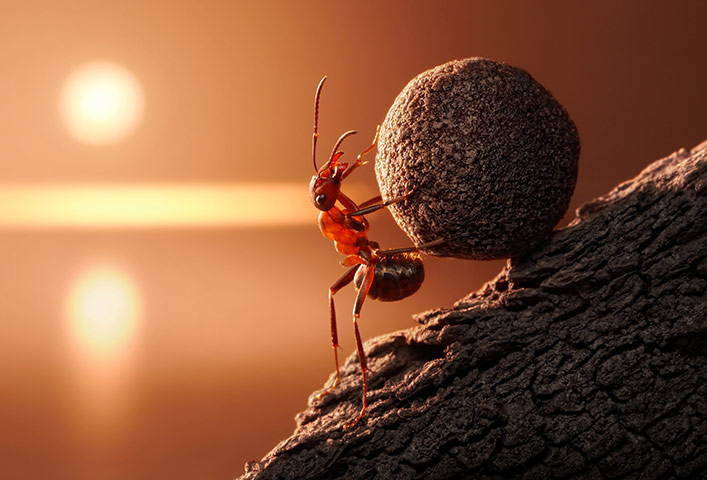 The miniature world of red forest ants - in pictures