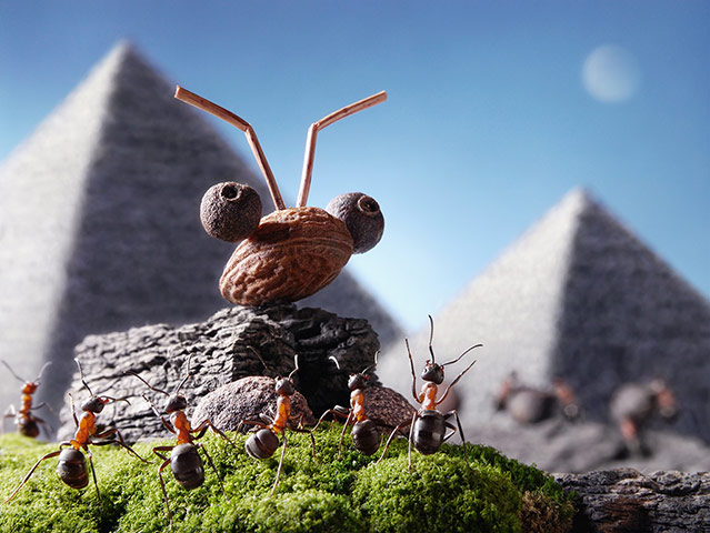 The miniature world of red forest ants - in pictures