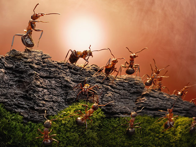 The miniature world of red forest ants - in pictures
