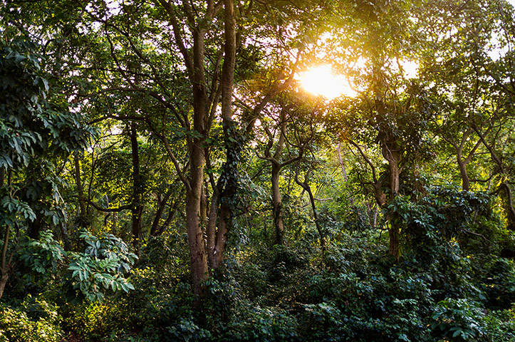 WWF's Draw the Line Virunga campaign - in pictures