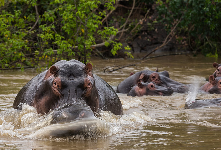 WWF's Draw the Line Virunga campaign - in pictures