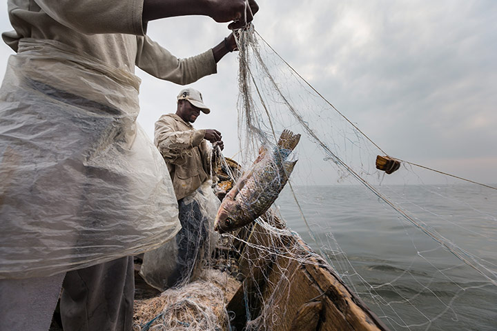 WWF's Draw the Line Virunga campaign - in pictures
