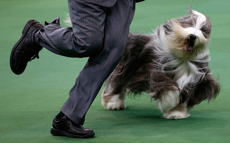 Westminster Kennel Club dog show: the best of day one…