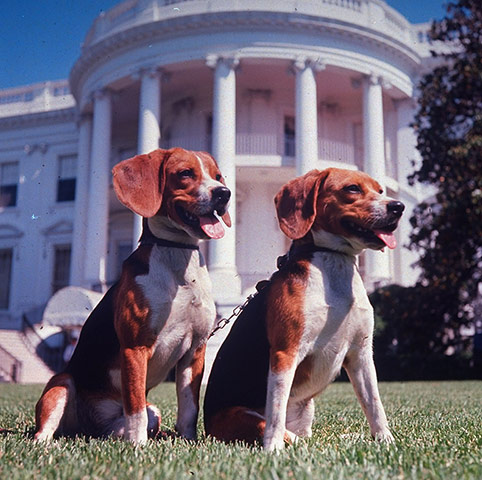 All the presidents' dogs - in pictures