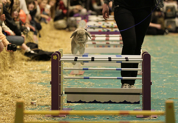 London Pet Show - in pictures