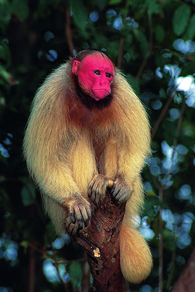 World’s most comprehensive guide to primates - in…