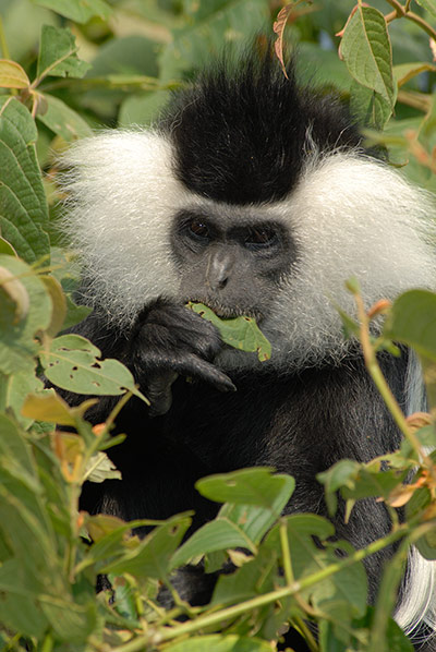 World’s most comprehensive guide to primates - in…