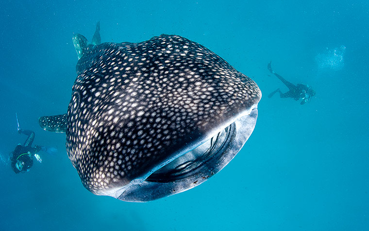 The Indian Ocean: 12 must-see highlights – in pictures