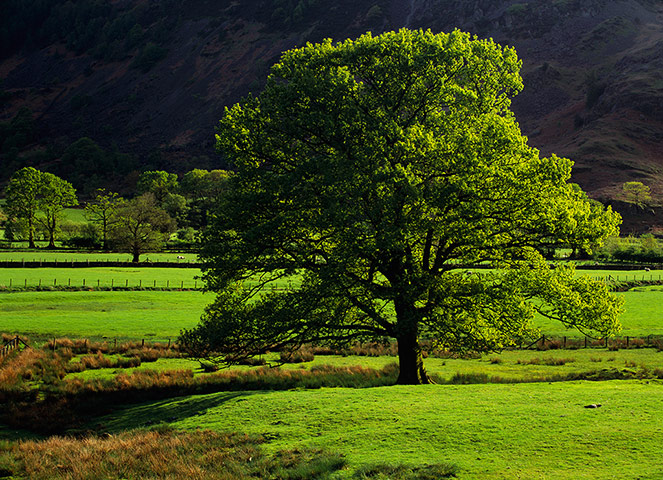 England's beautiful trees – in pictures