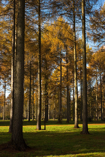 England's beautiful trees – in pictures