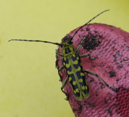 Bugs, beetles and butterflies: July wildlife on your…