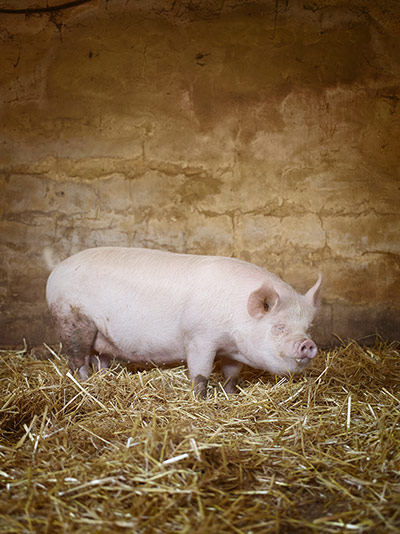 Pedigree pigs – in pictures