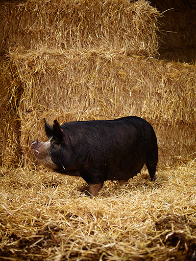 Pedigree pigs – in pictures