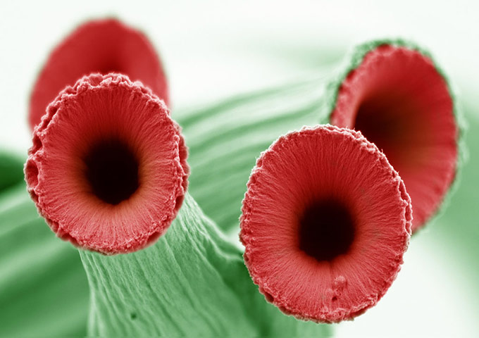 Blooming tiny: nano flowers, ferns and gold stars – in…