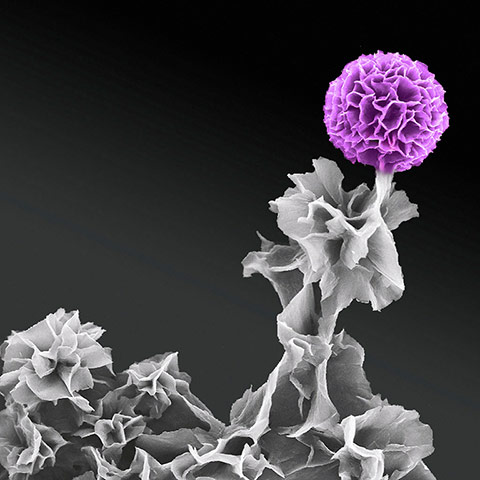 Blooming tiny: nano flowers, ferns and gold stars – in…