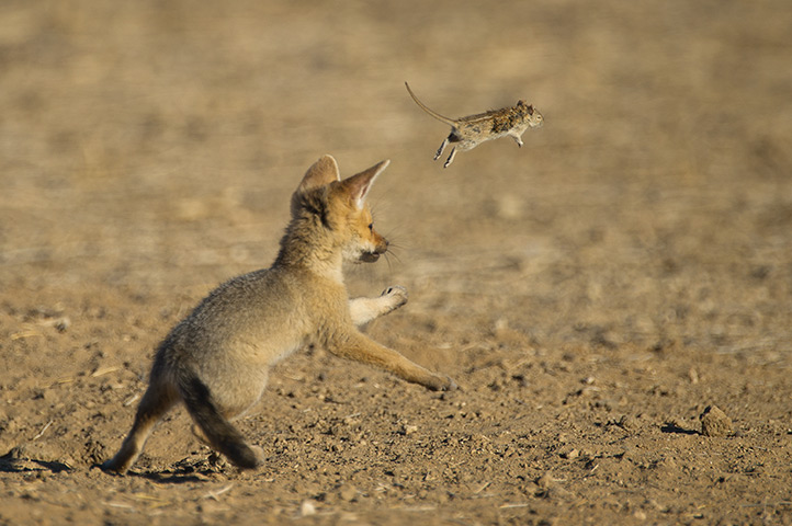 Wildlife photographer captures Kalahari's dark side