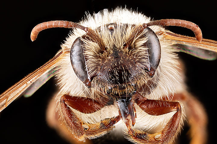 Macro photographs of bees - in pictures