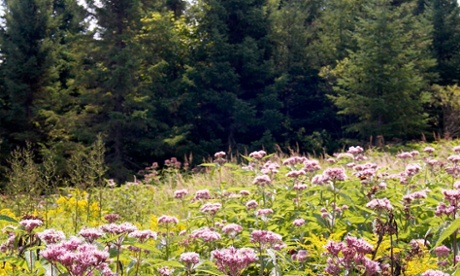 What a healthy forest looks like – in pictures