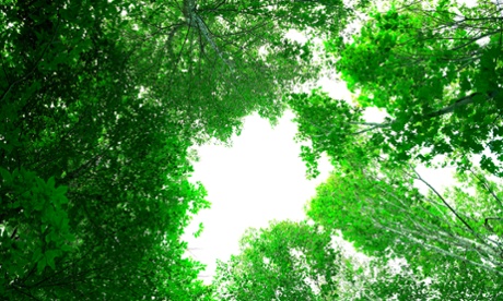 What a healthy forest looks like – in pictures