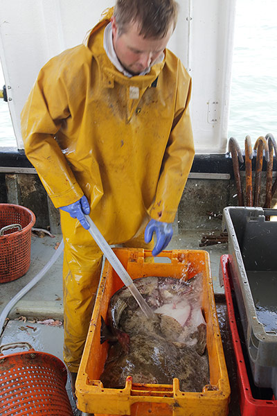 From sea to plate – in pictures