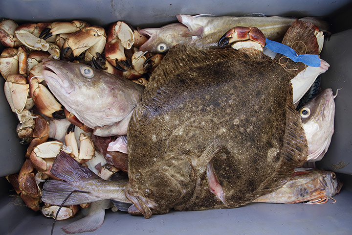 From sea to plate – in pictures