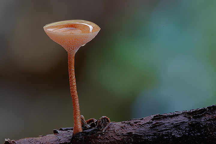 Micro fungi of Australia - in pictures