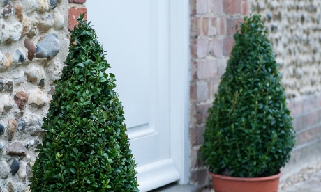 Buxus Pyramid