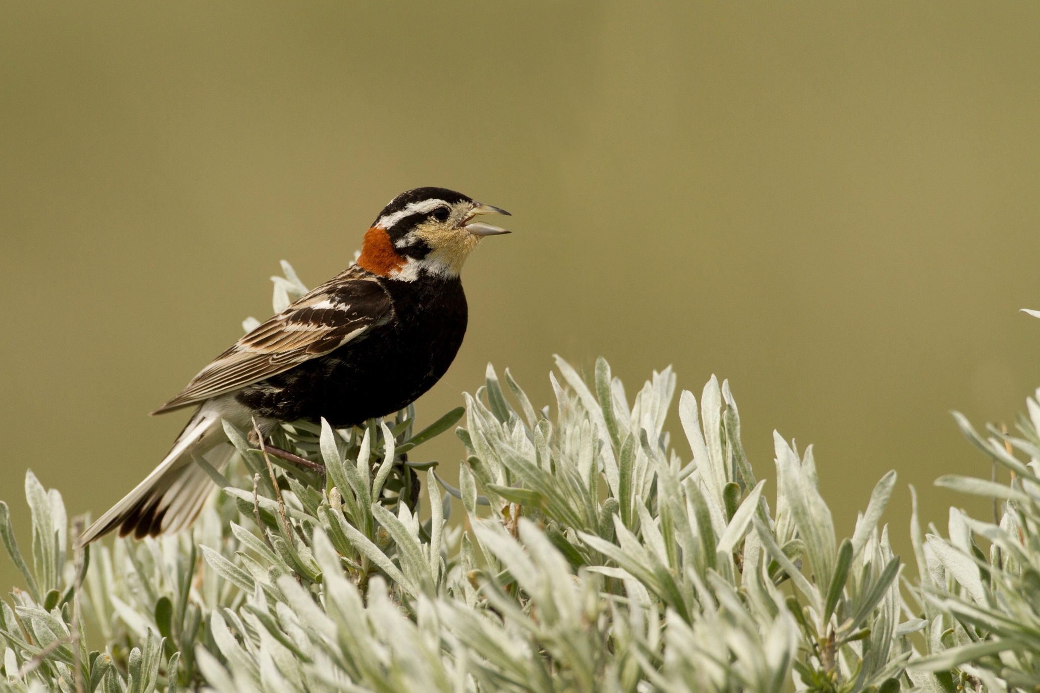 Climate Change Birds