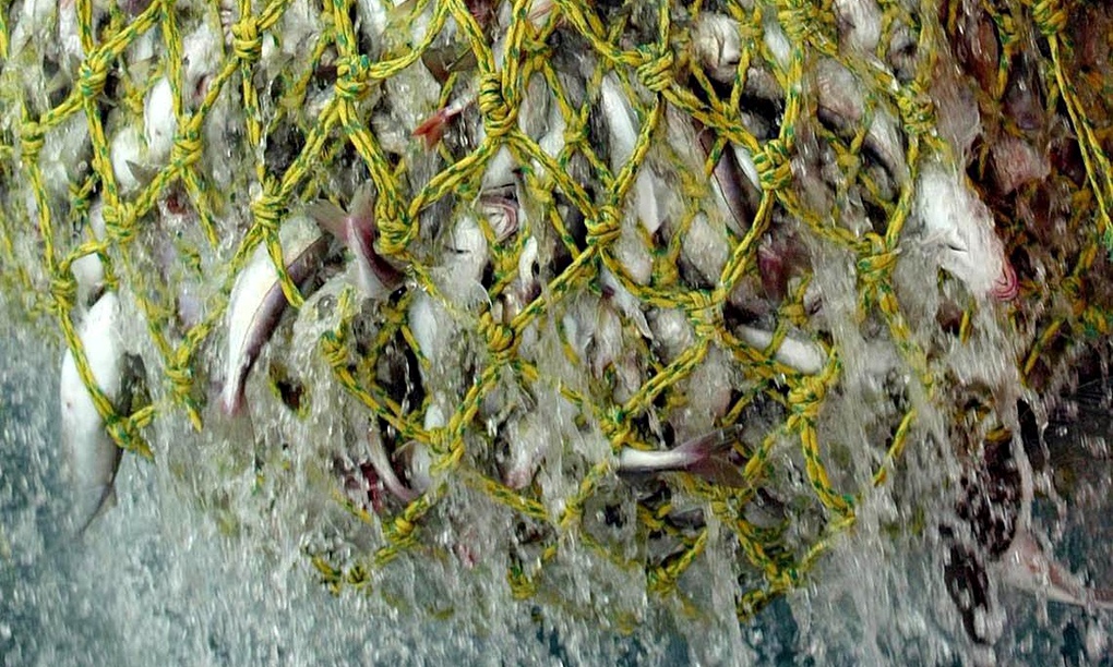 Pulse fishing trials are scientifically valid | Letters: Dr Fiona ...
