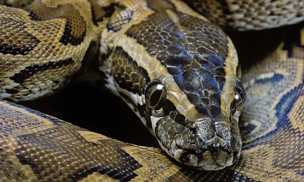 Canadian man charged with criminal negligence after python kills boys ...