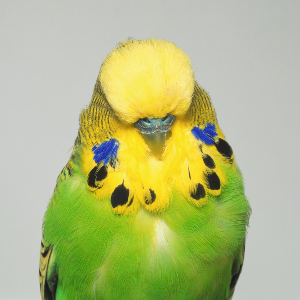 Why do pet parrots mimic people?