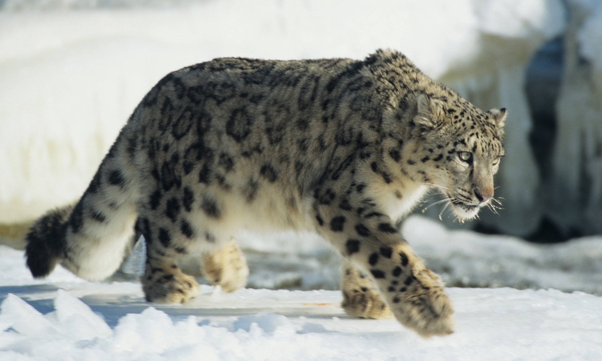 Indian Snow Leopard