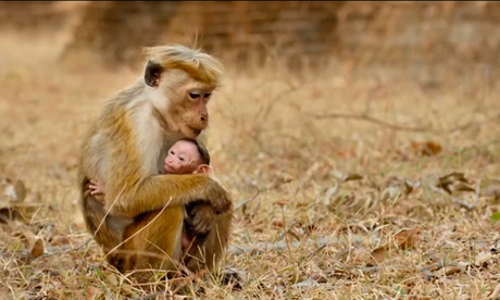 Monkey Kingdom review – Tina Fey narrates tale of two…