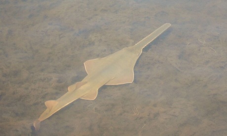 Sawfish escape extinction through 'virgin births',…