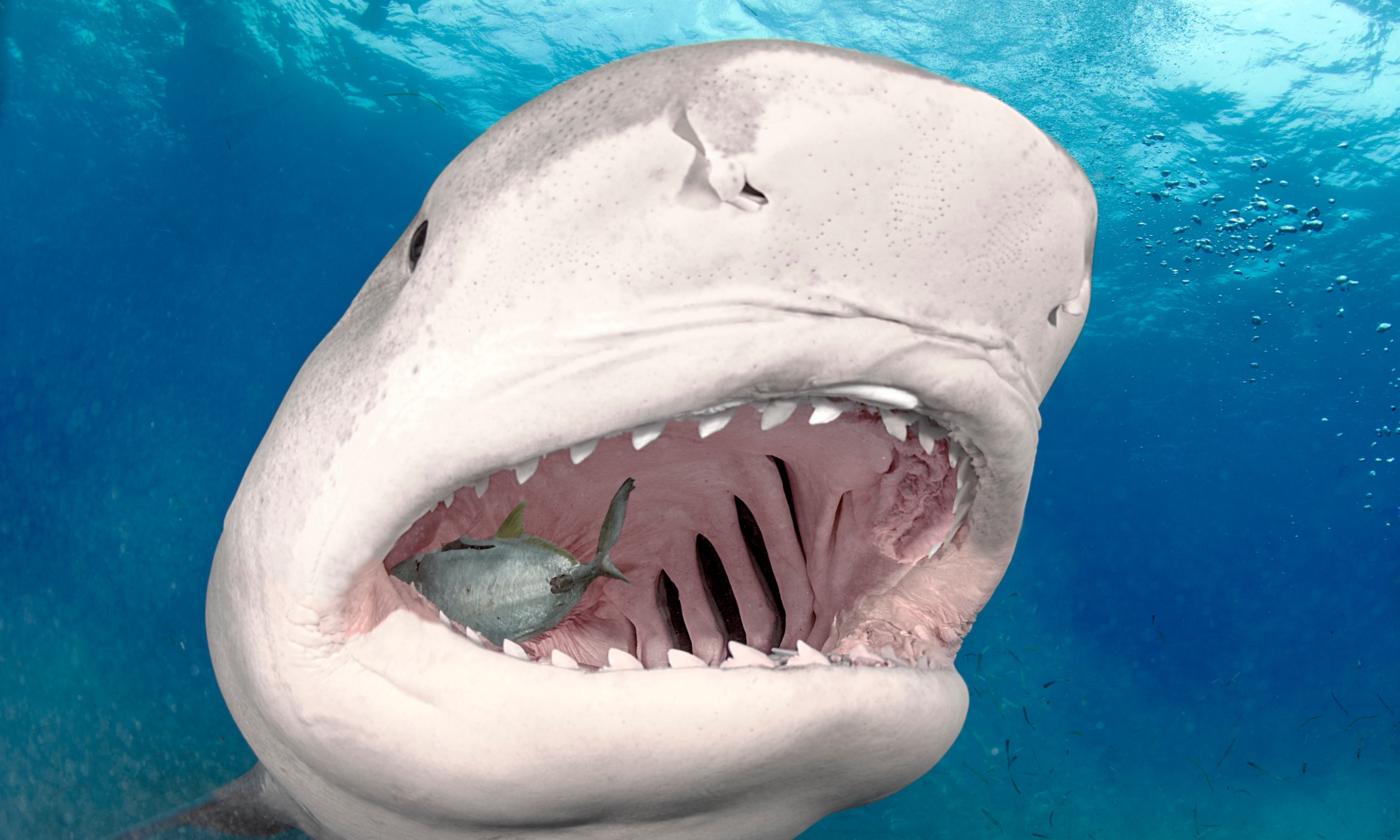 Sharks Haunt North Carolina s Fourth Of July But Experts Say Attacks