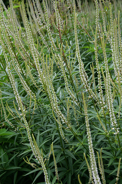 How to recreate the white garden at Sissinghurst – in…